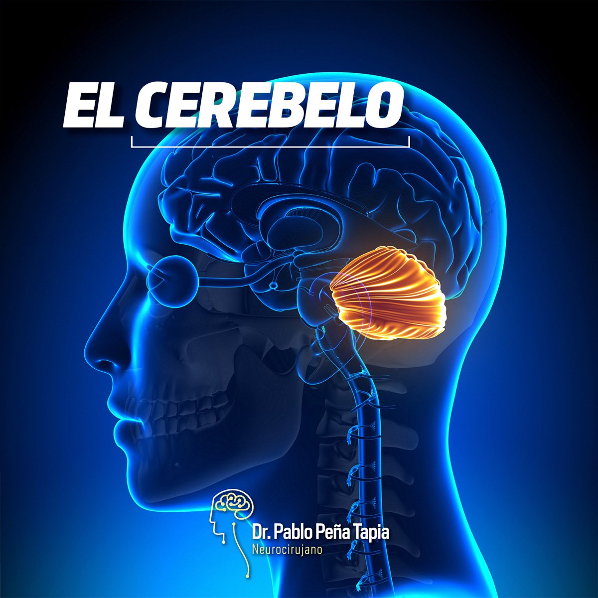 El Cerebelo y sus enfermedades mas comunes – Dr. Pablo Peña